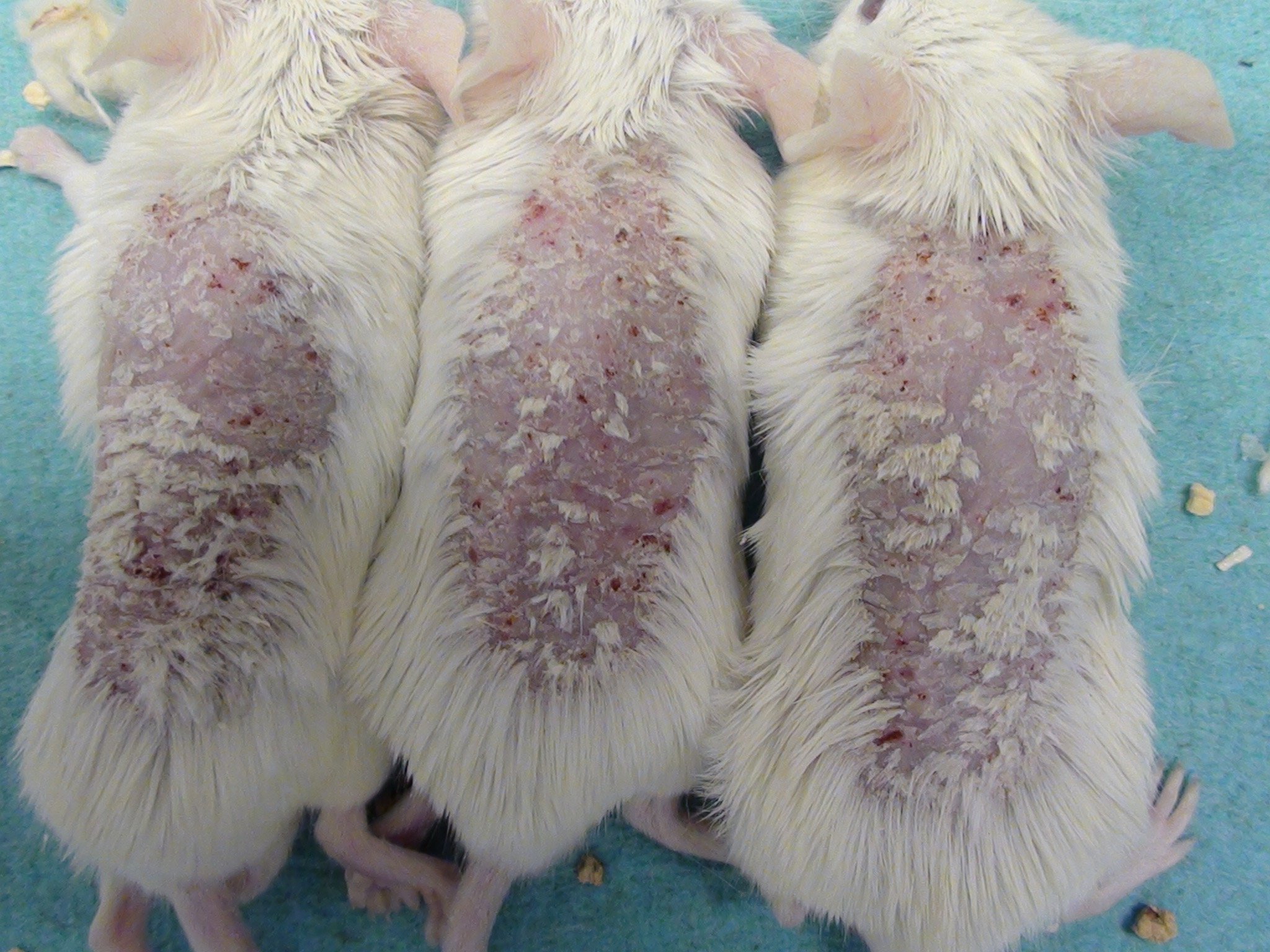 Imiquimod-Induced Psoriasis (Rats and Mice)