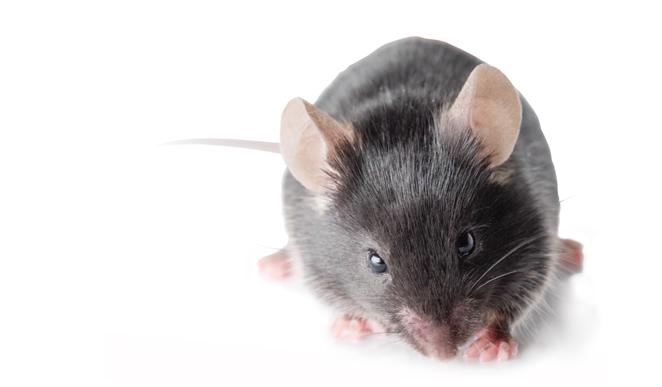 B6D2F1 hybrid mice: B6D2F1/Hsd