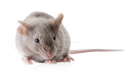 CB6F1 hybrid mice: CB6F1/Hsd