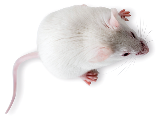 FVB inbred mice: FVB/NHsd