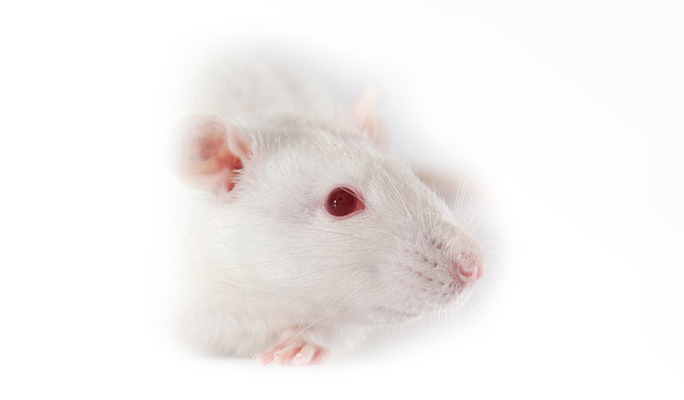 Fischer 344 Aged inbred rats: F344/NHsd Aged