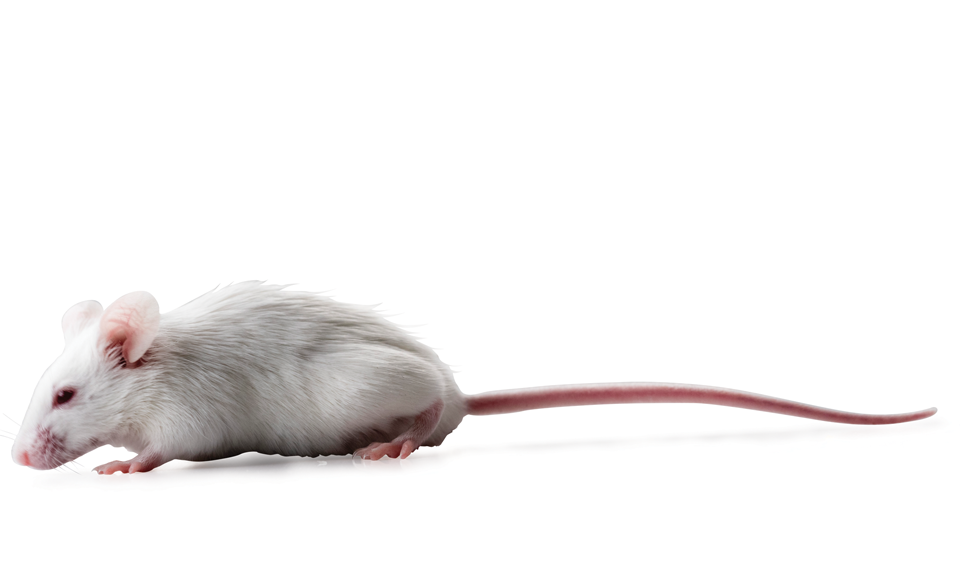 SJL inbred mice: SJL/JCrHsd