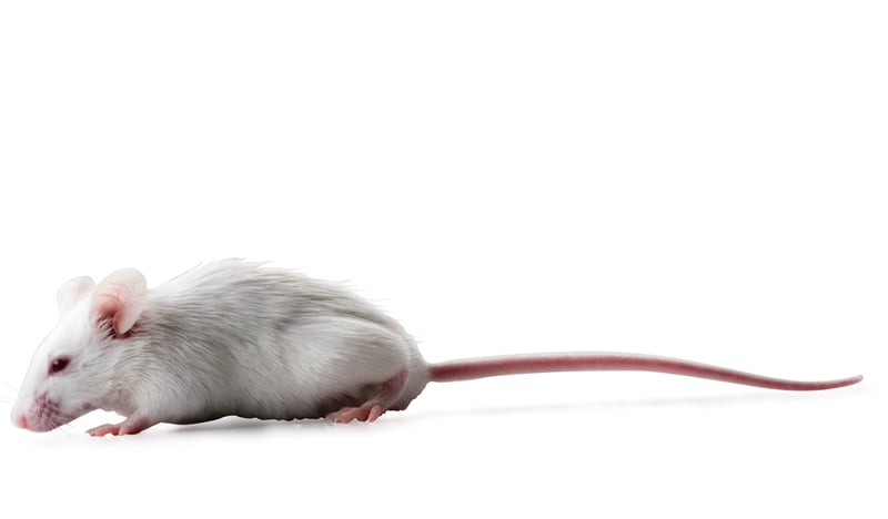 SJL inbred mice: SJL/JCrHsd