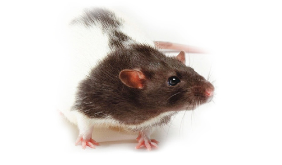 5Ht3a-Cre knockin rats: HsdSage:LE-5HT3aem1(T2A-Cre)Sage GEM rats