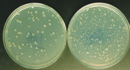 Genetic Toxicology Battery of Assays