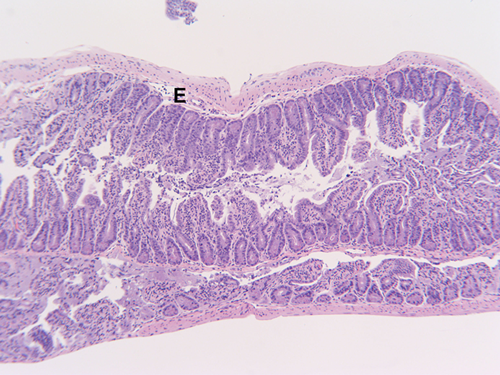 Small Intestinal Inflammation Models