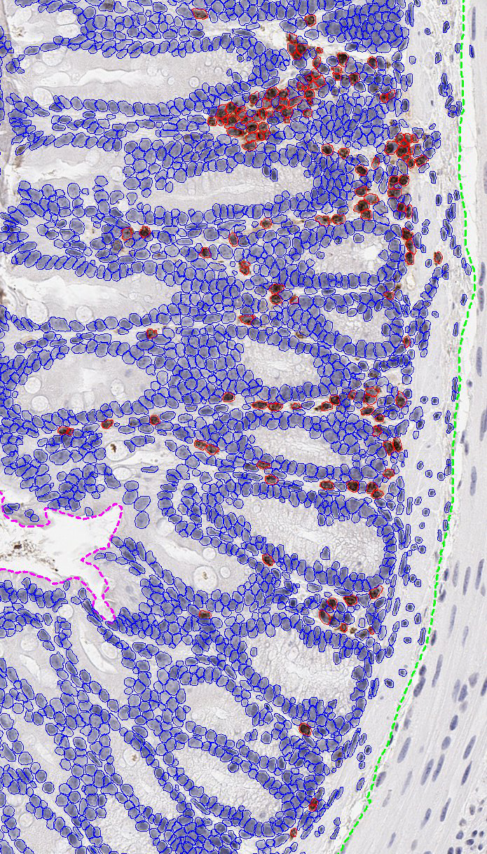 Histology Services: From Specialty Histology to Image Analysis