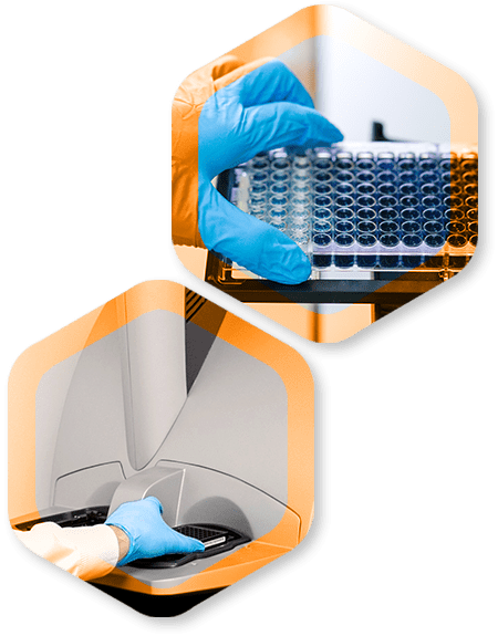 Bioanalytical Solutions for Large Molecule Development