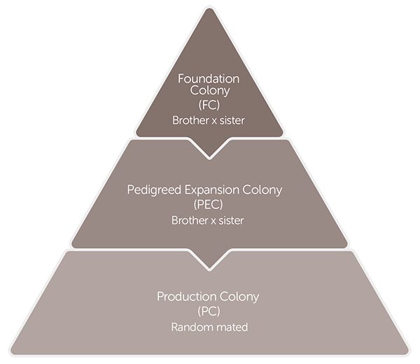 Genetic Integrity Assurance Program