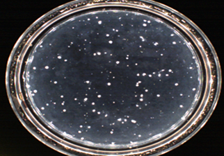 Genetic Toxicology Battery of Assays