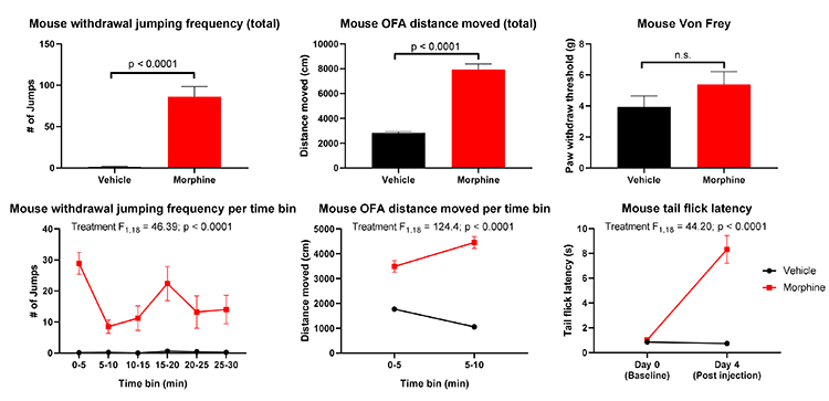Addiction Models in Rats and Mice