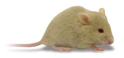 129 inbred mice: 129S2/SvHsd