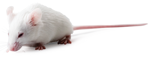 A inbred mice: A/JOlaHsd