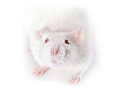 AHR knockout rats: HsdSage:SD-Ahrem1Sage GEM rats