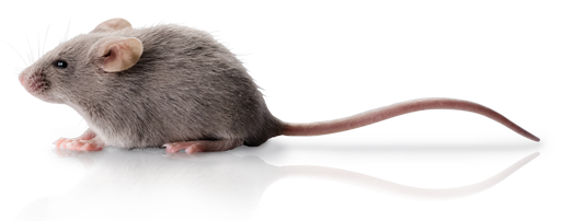 B6C3F1 mouse: B6C3F1/Hsd