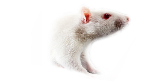 Bcrp knockout rats: HsdSage:SD-Abcg2em1Sage GEM rats