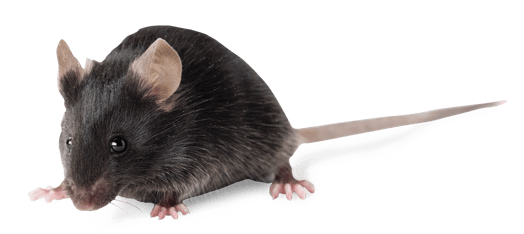 C57BL/6 mice