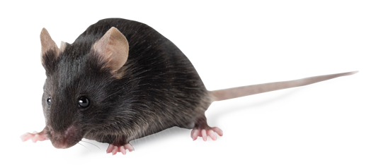 C57BL/6 inbred mice: C57BL/6JOlaHsd