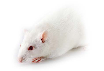 Leptin knockout rats: HsdSage:SD-Lepem1Sage GEM rats