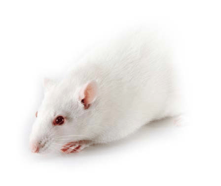 Dopamine Transporter DAT-Cre knockin rats: HsdSage:SD-Slc6a3em1(Dat-cre ...