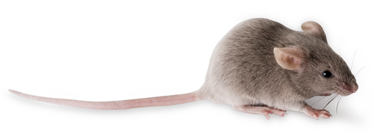 DBA/1 inbred mice: DBA/1OlaHsd