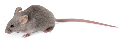 DBA/2 inbred mice: DBA/2JRccHsd