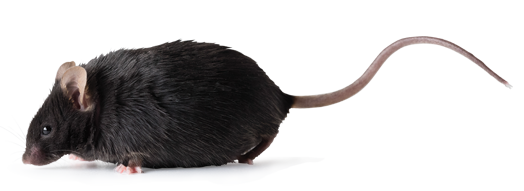 BKS.Cg-(Lean)/OlaHsd Mutant Mice