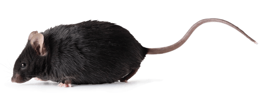 Diabetic (db/db) mice: BKS.Cg-+Leprdb/+Leprdb/OlaHsd mutant mice