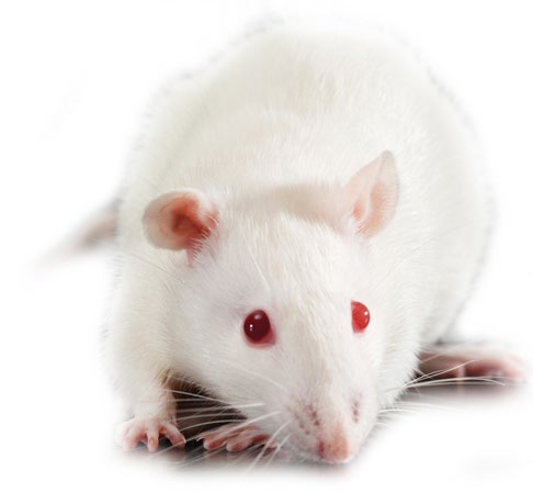 Cox2 knockout rats: HsdSage:SD-Cox1em1Sage GEM rats