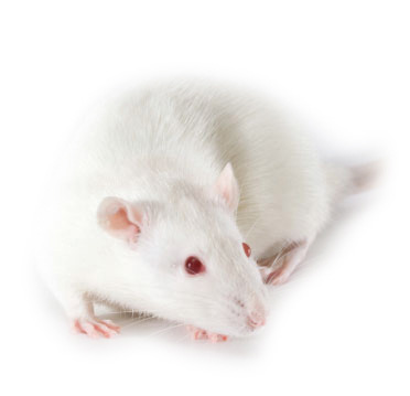 Disc1 knockout rats: HsdSage:SD-Disc1em1Sage GEM rats