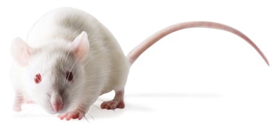 Faah knockout rats: HsdSage:SD-Faahem1Sage GEM rats