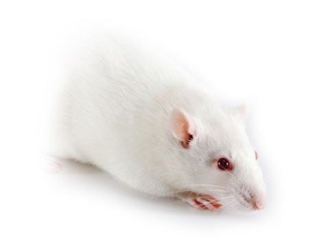 Gabrb3 knockout rats: HsdSage:SD-Gabrb3em1Sage GEM rats