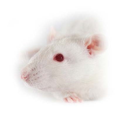 Oat3 knockout rats: HsdSage:SD-Slc22a8em1Sage GEM rats