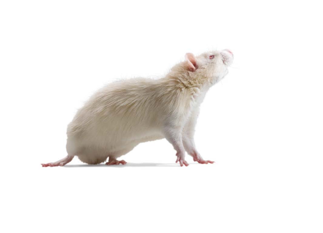 Pten knockout rats: HsdSage:SD-Ptenem1Sage GEM rats