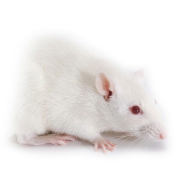 Rag1 knockout rats | Sprague-Dawley: HsdSage:SD-Rag1em1Sage GEM rats