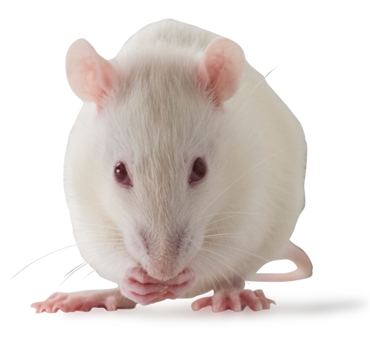 Holtzman® outbred rats: HsdHot:Holtzman® SD®