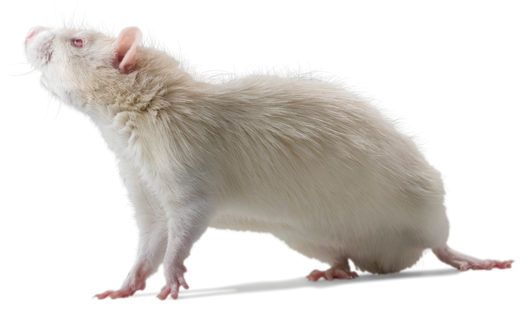 Lewis inbred rats: LEW/Han®Hsd