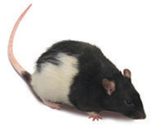 Long Evans (Blue Spruce) outbred rats: HsdBlu:LE