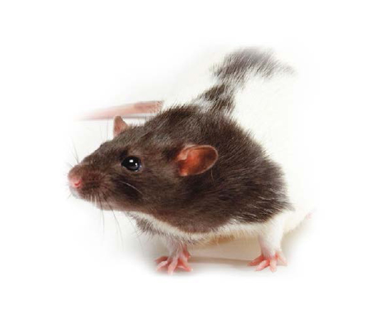 Lrrk1 knockout rats: HsdSage:LE-Lrrk1em1Sage GEM rats