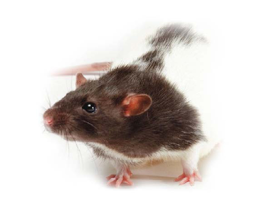 Lrrk2 knockout rats: HsdSage:LE-Lrrkem1Sage GEM rats