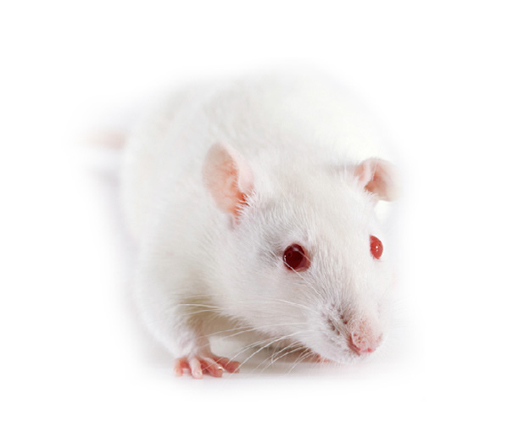 Mrp2 knockout rats: HsdSage:SD-Abcc2em1Sage GEM rats