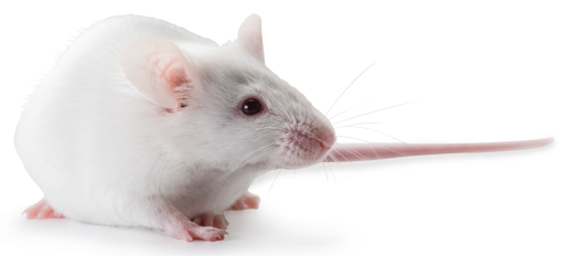 ND4 Swiss Webster outbred mice: Hsd:ND4