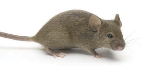 NZBNZWF1 hybrid mice: NZBNZWF1/OlaHsd