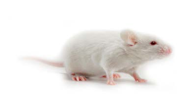 Oct1 knockout rats: HsdSage:SD-Slc22a1em1Sage GEM rats