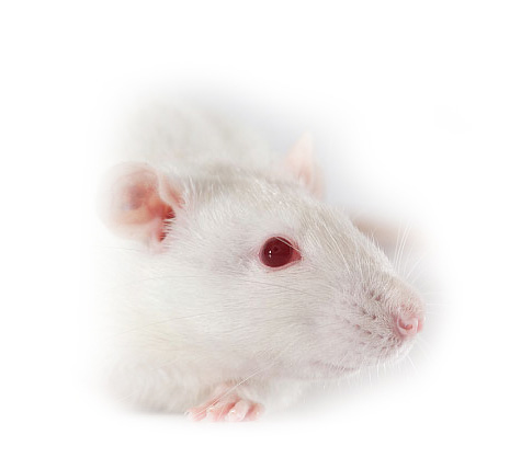 Oct2 knockout rats: HsdSage:SD-Slc22a2em1Sage GEM rats