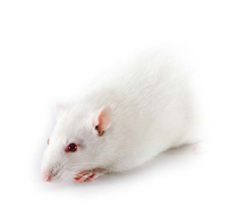 PXR-CAR knockout rats: HsdSage:SD-Nr1i2em1SageNr1i3em1Sage GEM rats