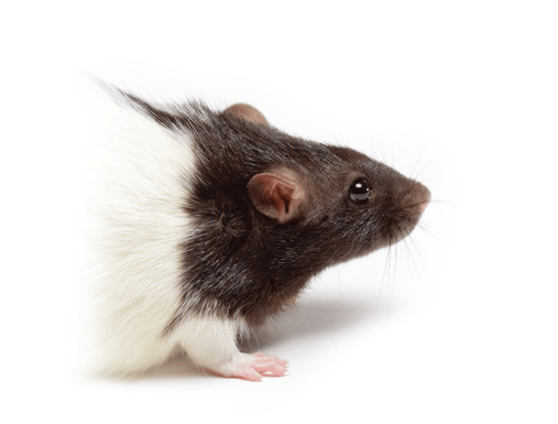 Park2 Parkin knockout rats: HsdSage:LE-Park2em1Sage GEM rats