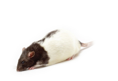 Pink1 knockout (Park6) rats: HsdSage:LE-Pink1em1Sage GEM rats