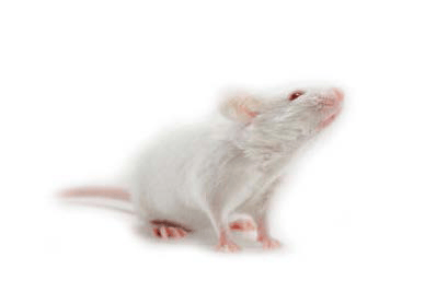 Ppara knockout rats: HsdSage:SD-Pparaem1Sage GEM rats