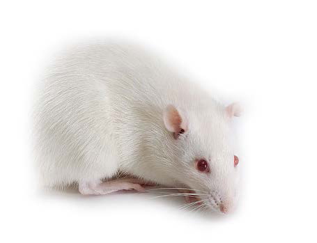 Prkdc knockout rats: HsdSage:SD-Prkdcem1Sage GEM rats